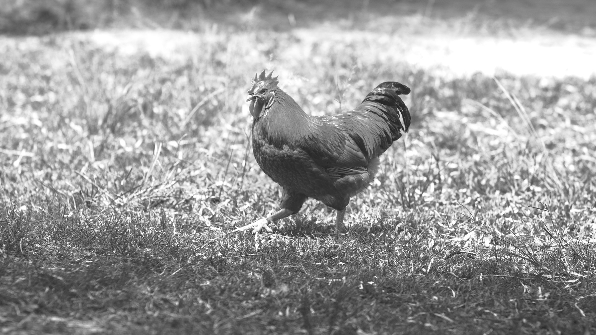 Entier French Dining | about